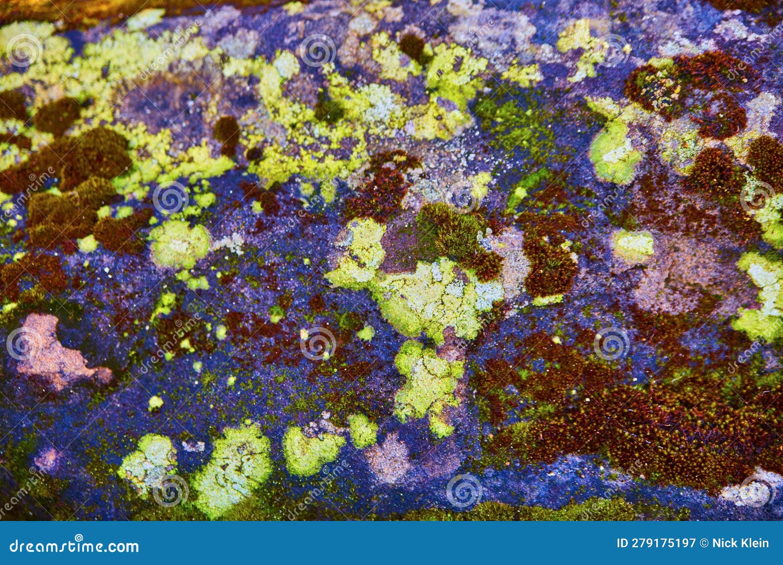 Textured Moss and Lichen on Stone with Green, Brown, Yellow, and Rust ...