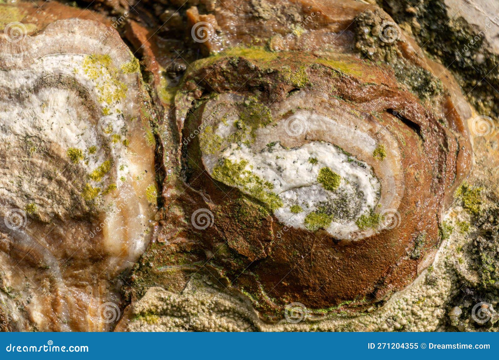 Textured Natural Beige Stone with Green Spots Stock Image - Image of ...