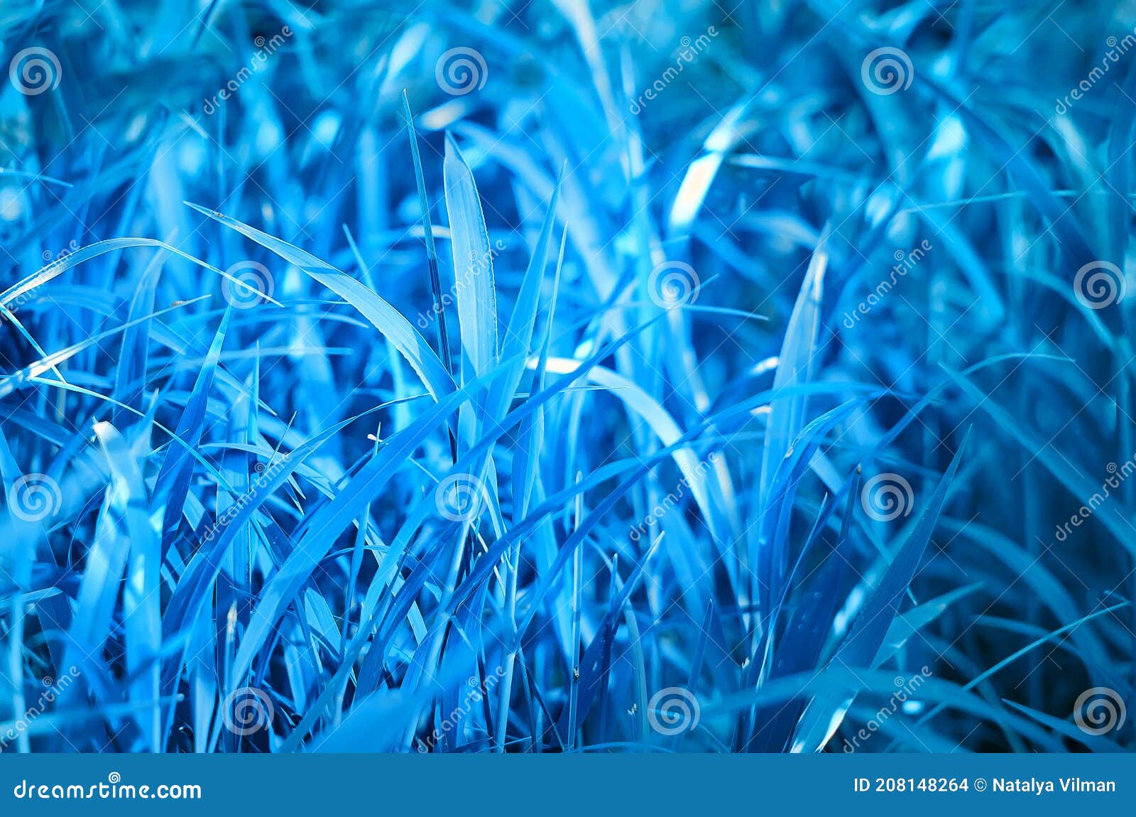Textured Nature Background with Blue Grass Stock Photo - Image of field ...