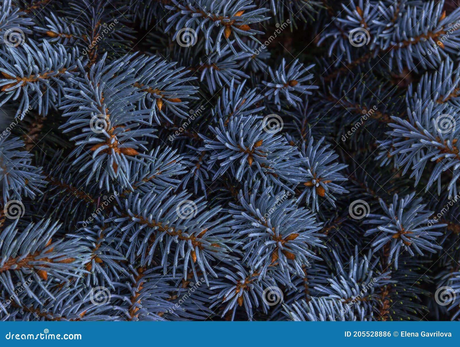 Textured Nature Background with Blue Spruce Branch. Coniferous Tree ...