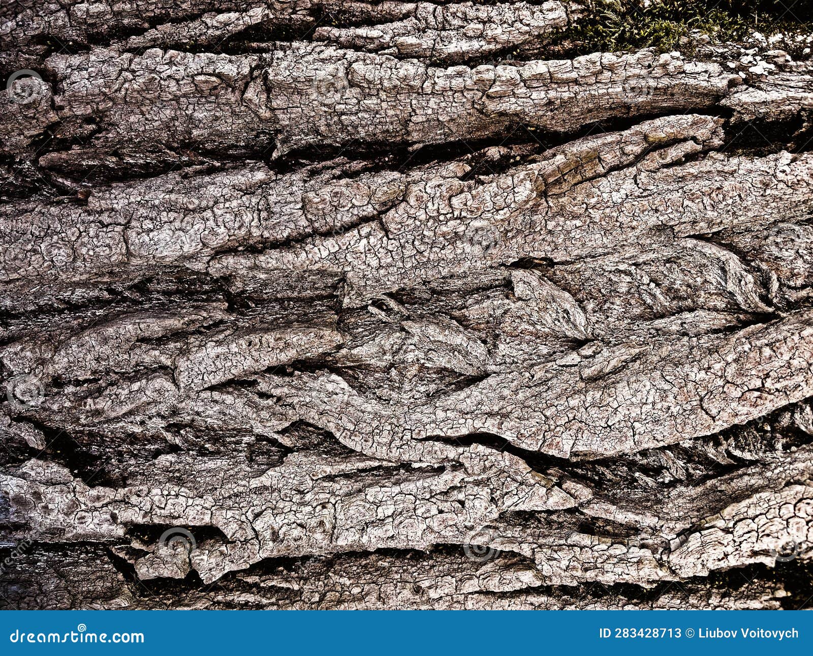 Textured old bark of tree stock image. Image of wooden - 283428713