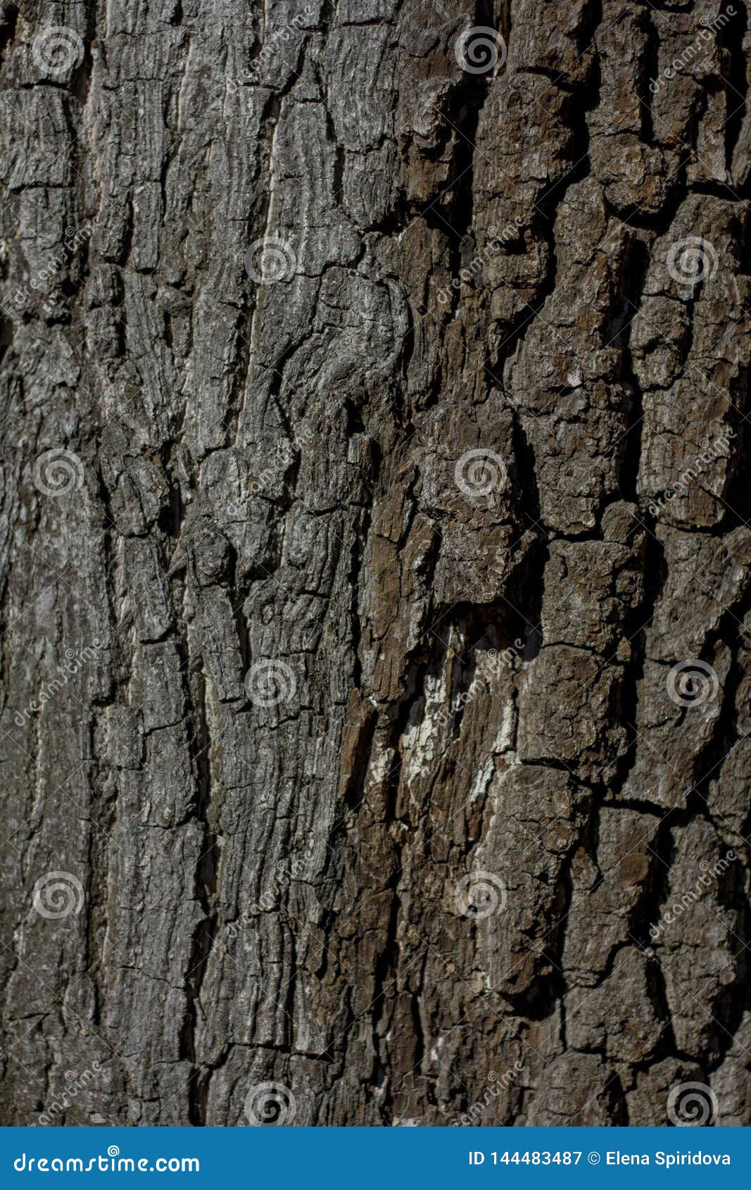Textured Old Tree Trunk with Stripes and Growths Illuminated by the Sun ...