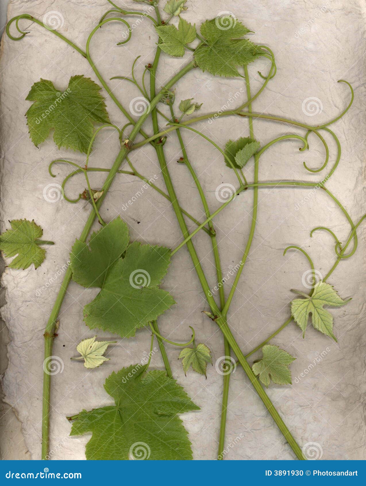 Textured Paper with Grape stock photo. Image of background - 3891930