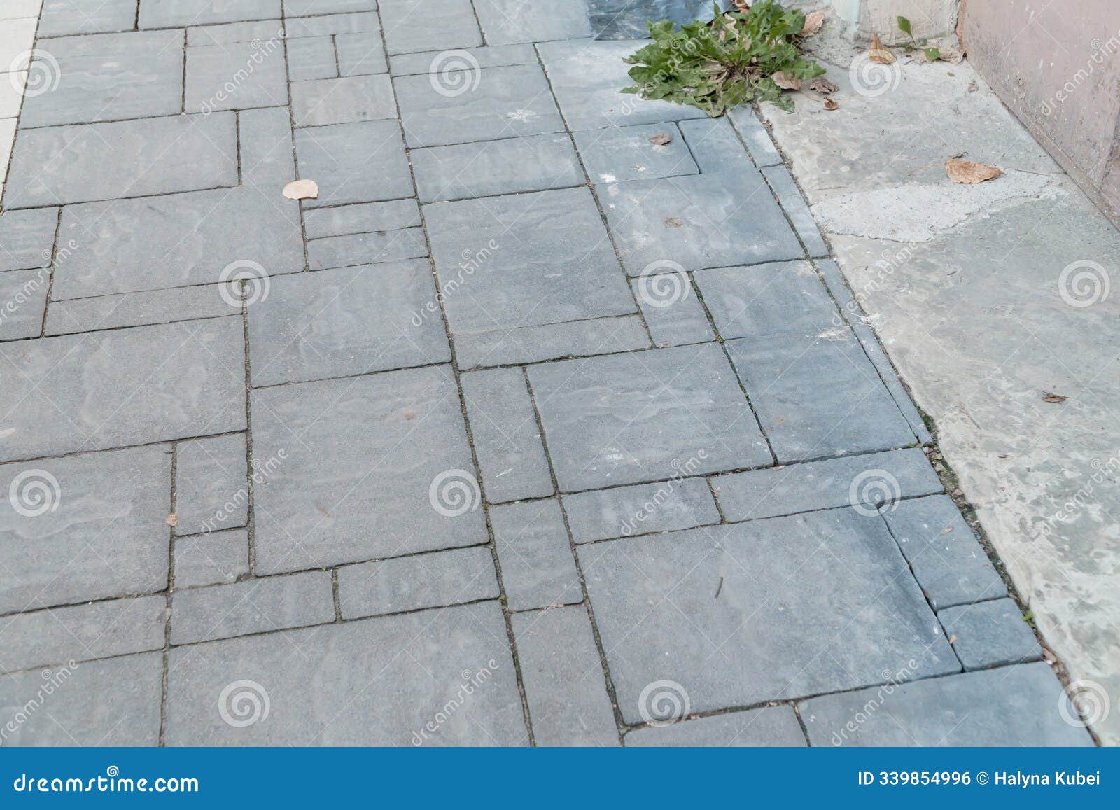 Natural Greenery Texture Royalty-Free Stock Image | CartoonDealer.com ...