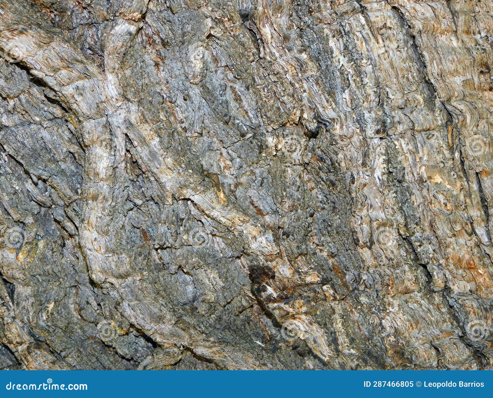 Textures of a Tree for Backgrounds Stock Image - Image of flower, wall ...