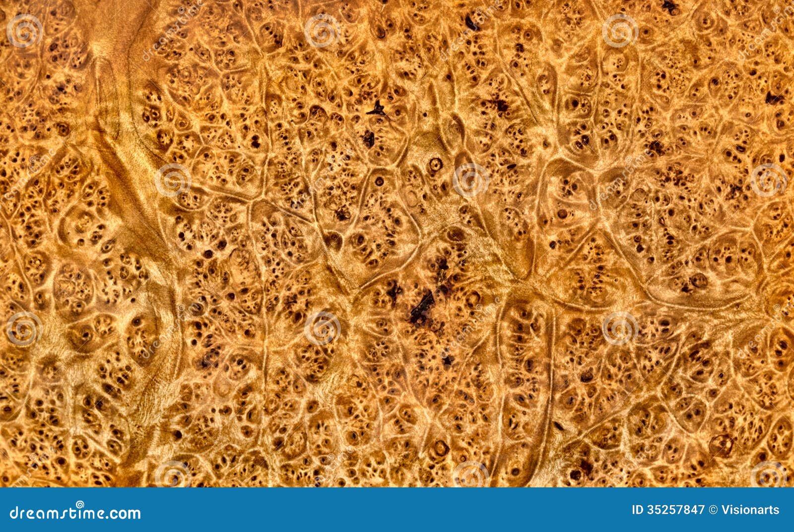 Textured Pattern of a Tree Burl Stock Image - Image of nature, burl ...