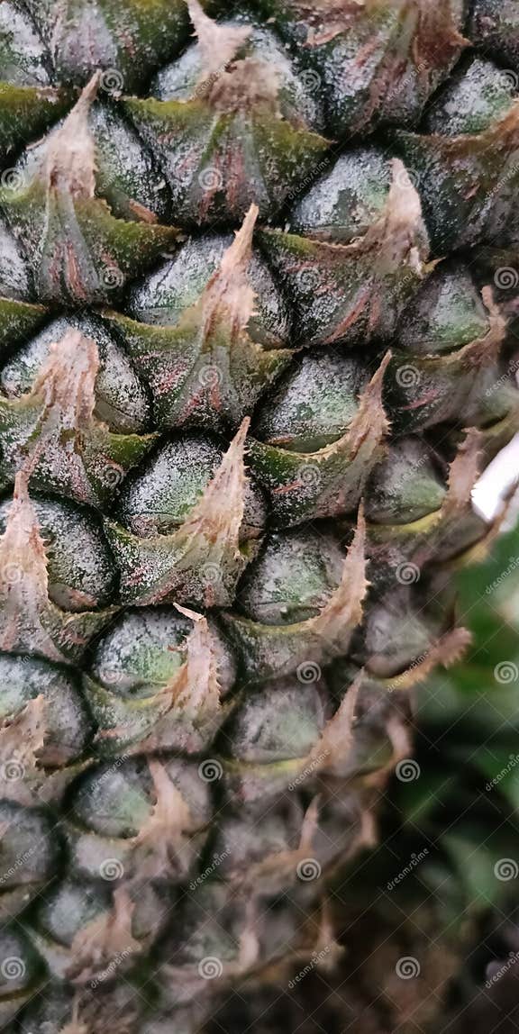 Textured and Patterned Pineapple Skin with Spikes Stock Image - Image ...