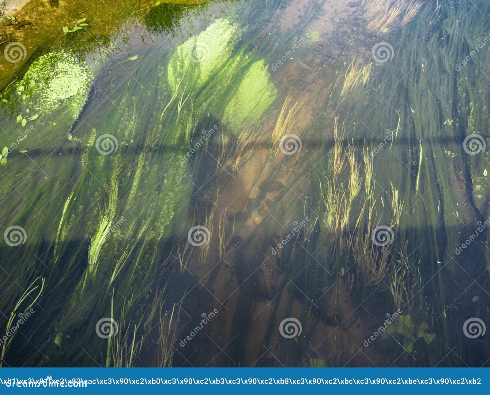 Textured River Algae. Photo Outdoor. Color Nature Stock Image - Image ...