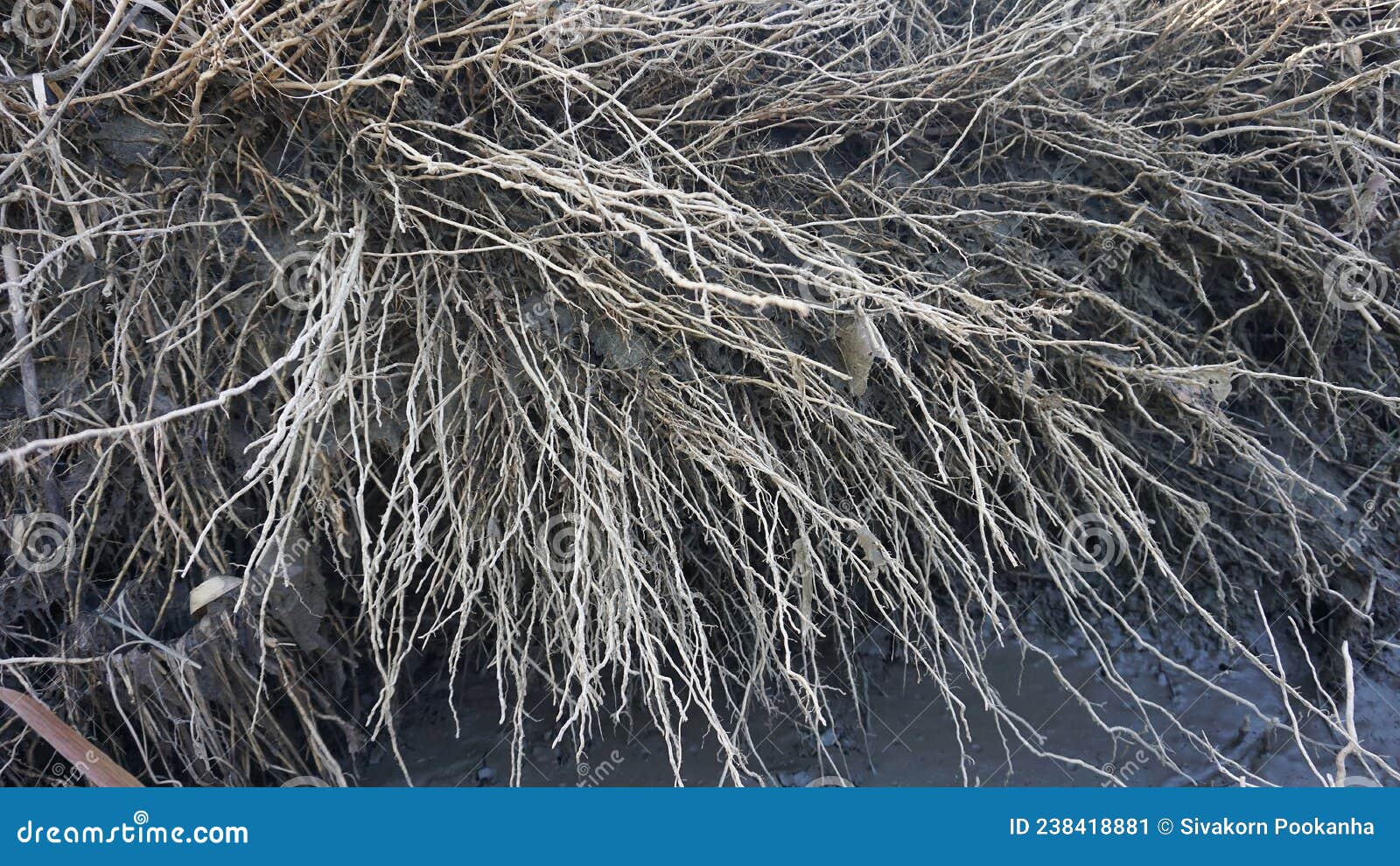 Textured Roots with Smooth Lines for Backgrounds or Illustrations Stock ...