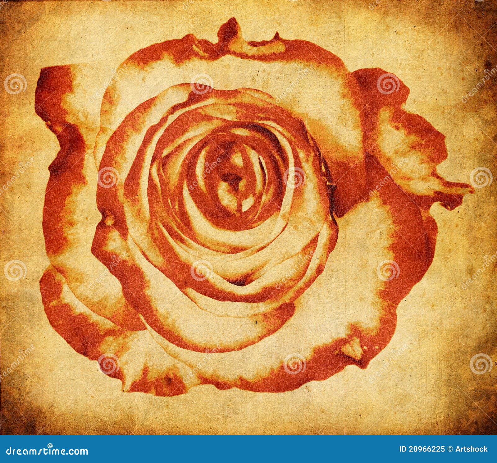 Textured rose stock image. Image of love, single, rose - 20966225