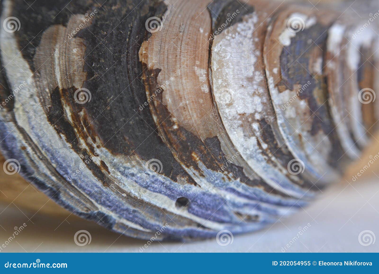 Textured seashell surface stock image. Image of color - 202054955