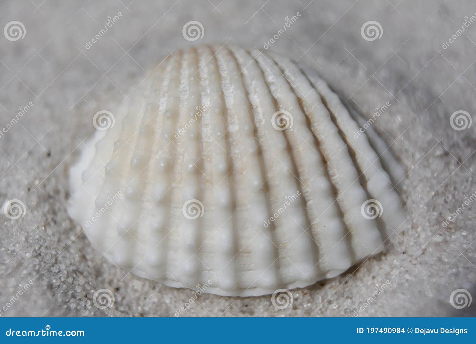 Textured Seashell on a White Sand Beach Stock Photo - Image of texture ...