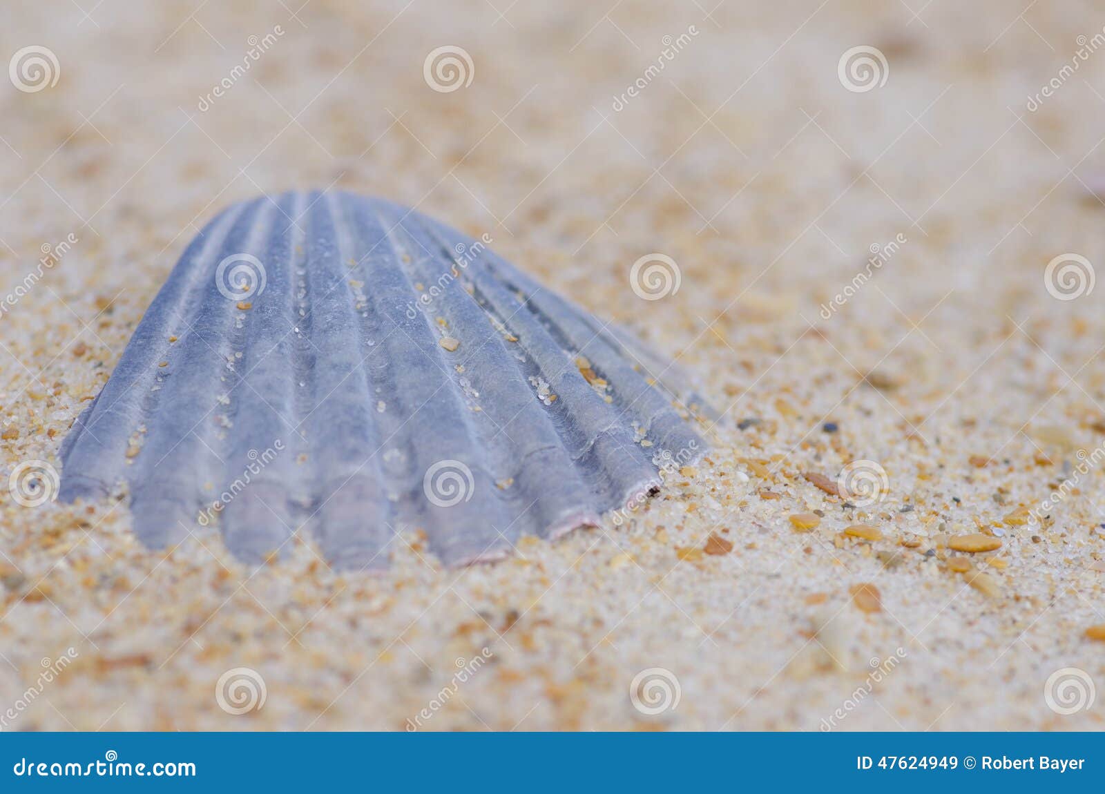Textured Shell at Ocean Beach Backdrop Stock Image - Image of blurred ...