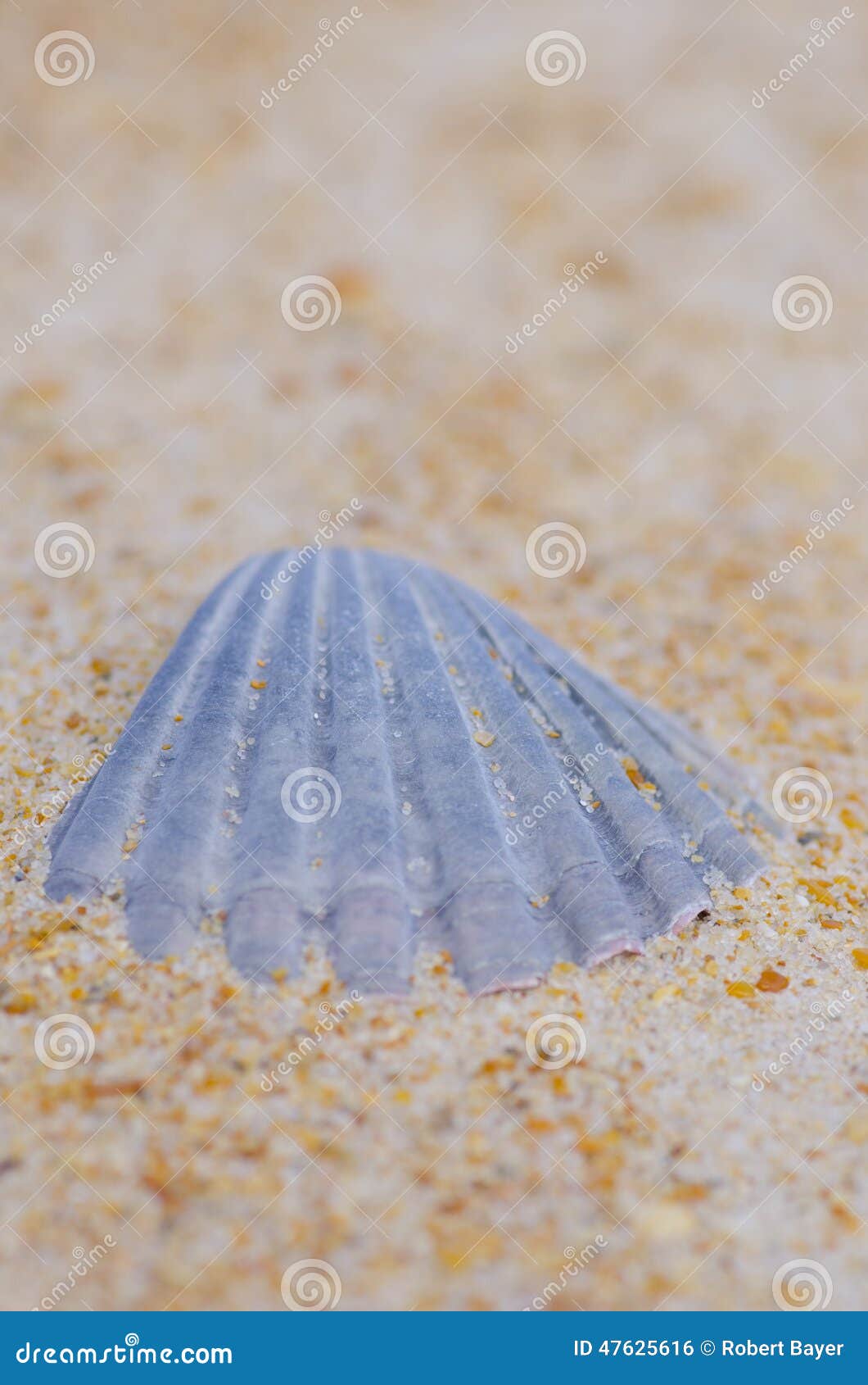 Textured Shell at Ocean Beach Wallpaper Stock Photo - Image of texture ...