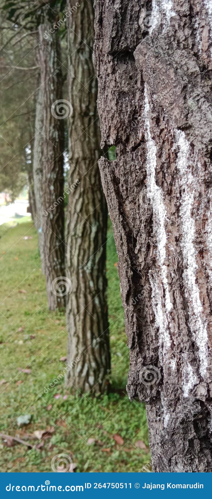 Textured of Skin Pine Trees Stock Image - Image of soil, autumn: 264750511