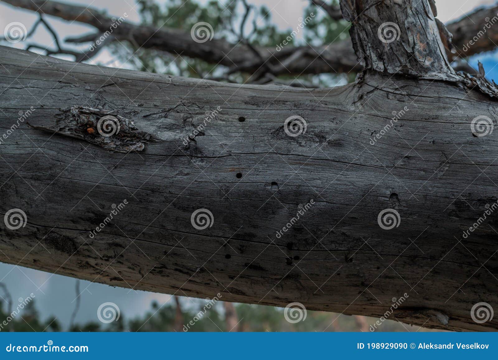 Textured Smooth Relief Rough Bark of Dry Dead Bare Tree Stock Photo ...