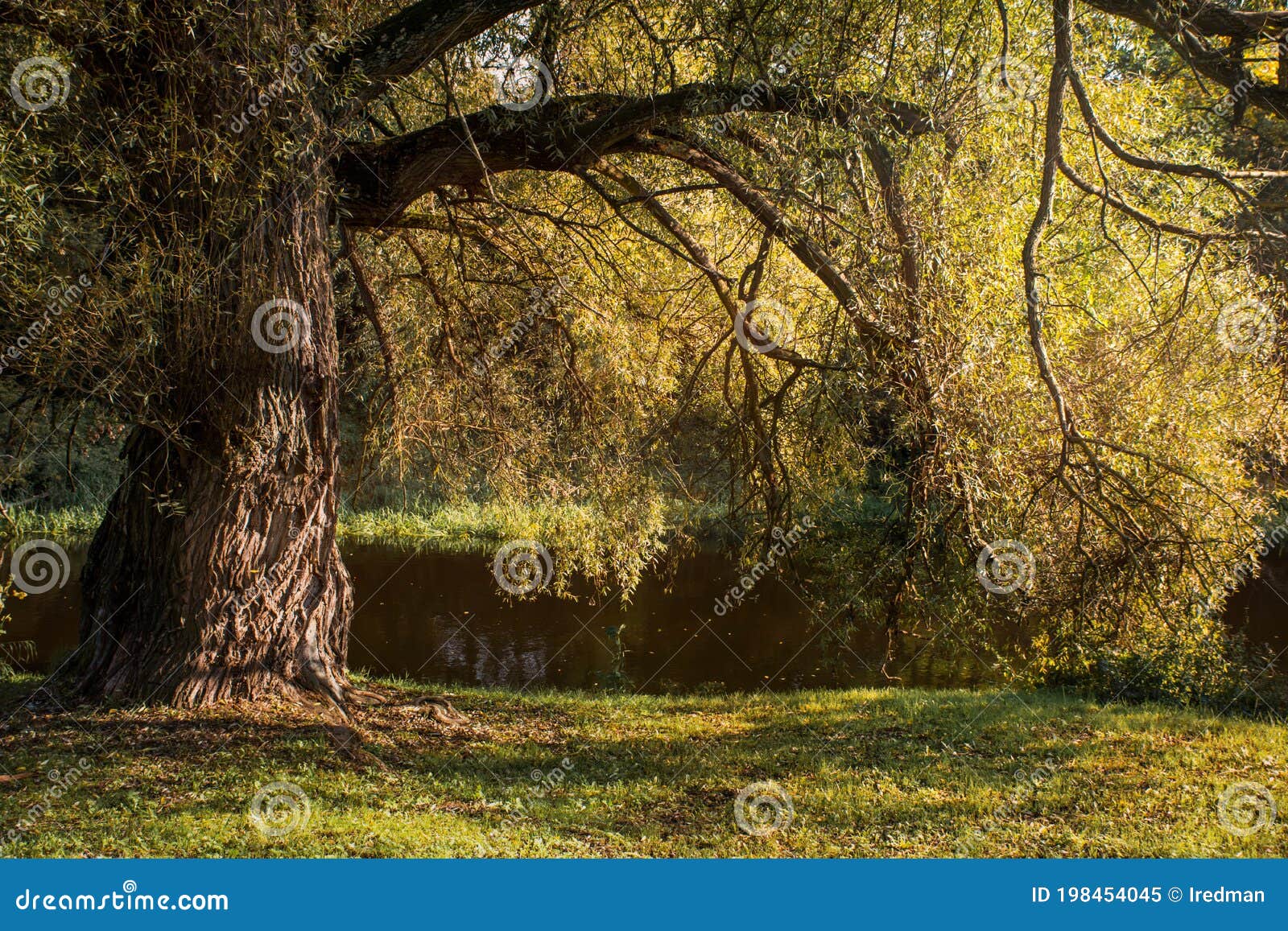 Spreading Tree Stock Photo | CartoonDealer.com #7572402