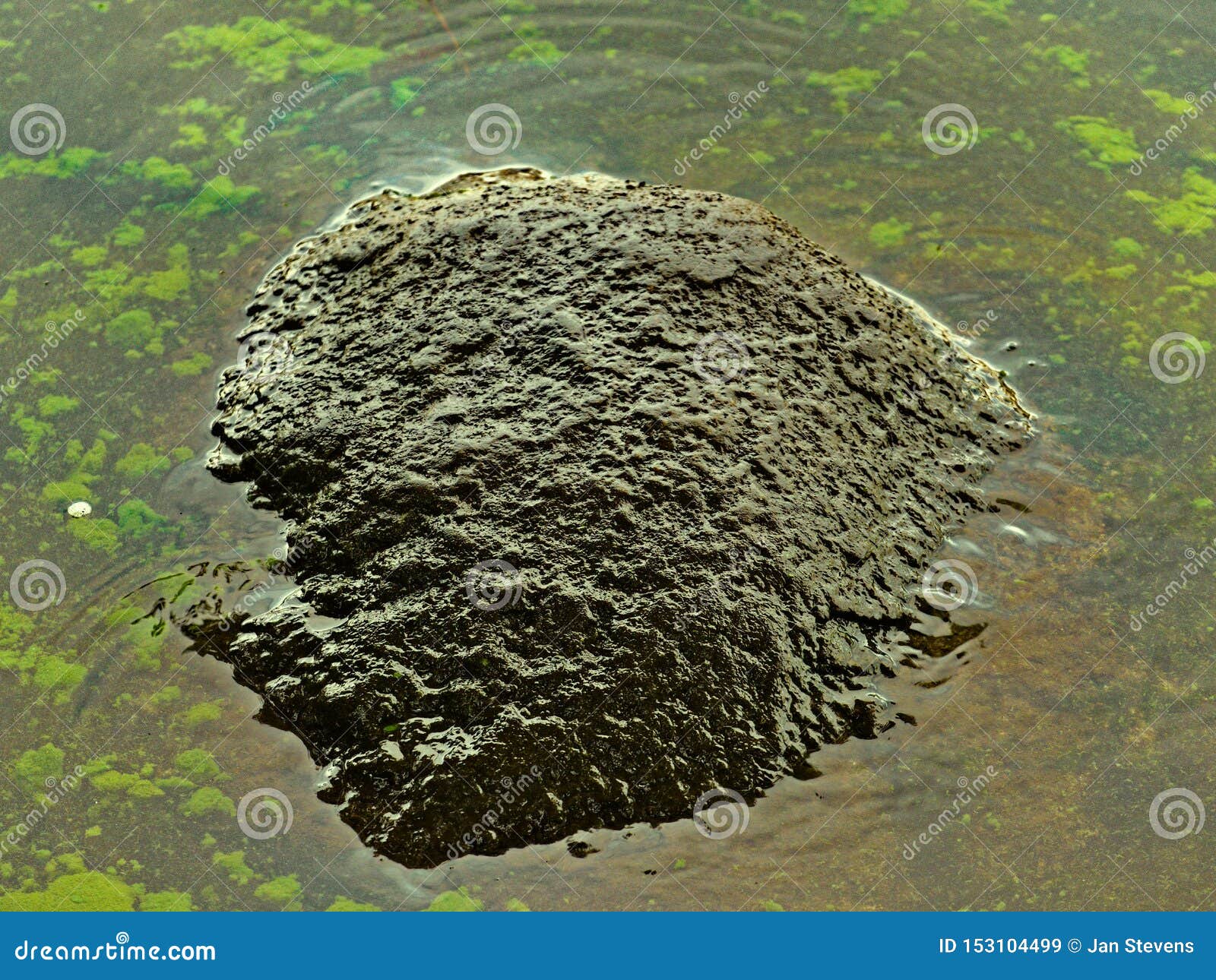 Textured Stone in Toxic Water with Algae Stock Image - Image of ...