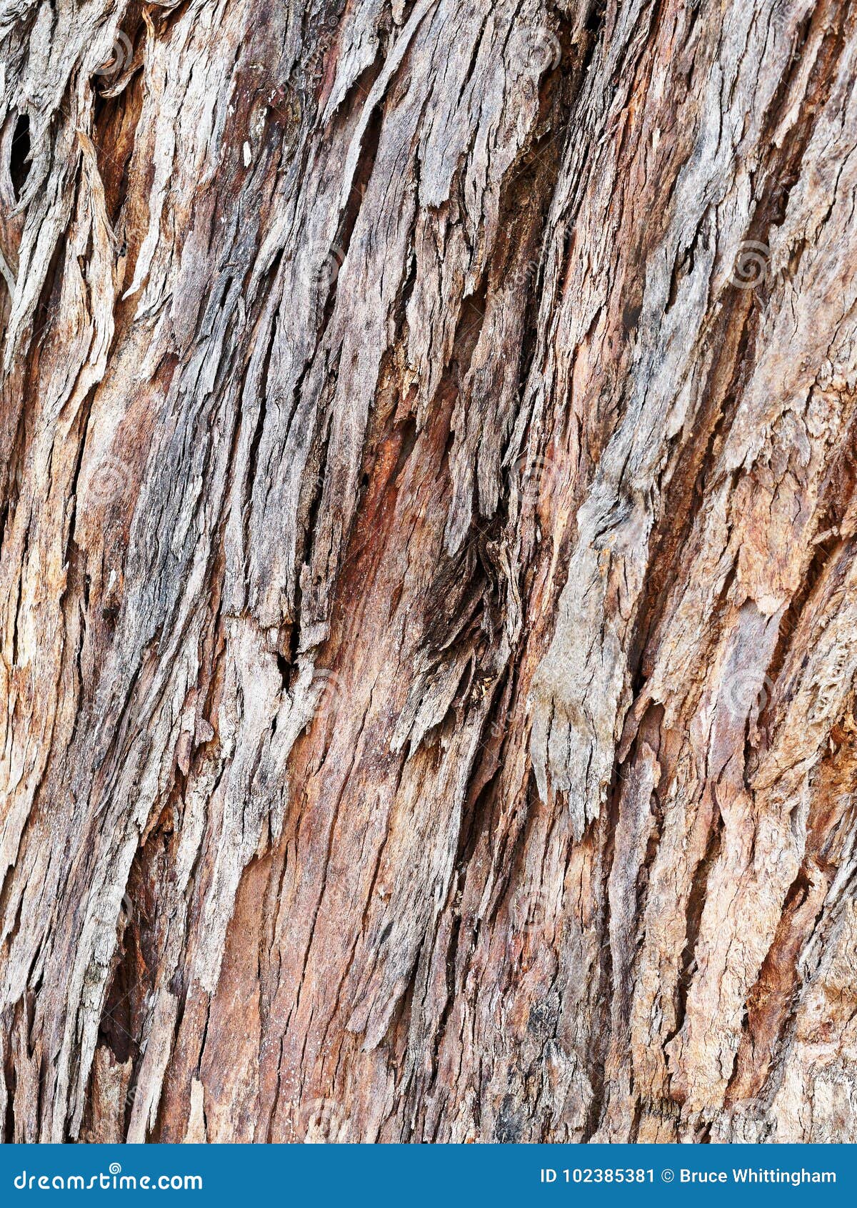 Textured Stringy Bark Eucalyptus Tree Stock Image - Image of detaching ...