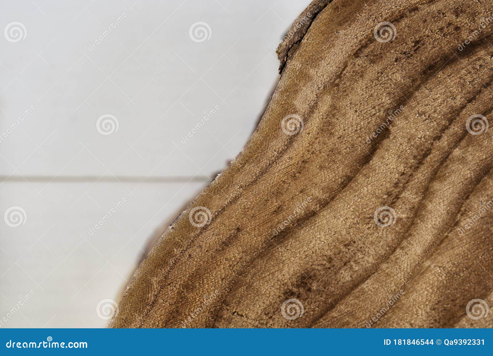 Wooden Detailed Texture of Tree Trunk or Stump Cross-section Stock ...
