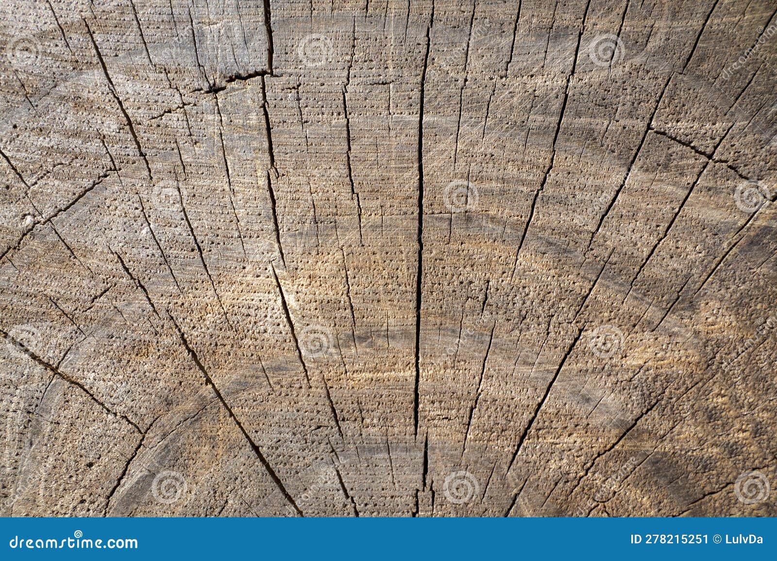 The Textured Surface of a Log Stock Image - Image of chest, plant ...