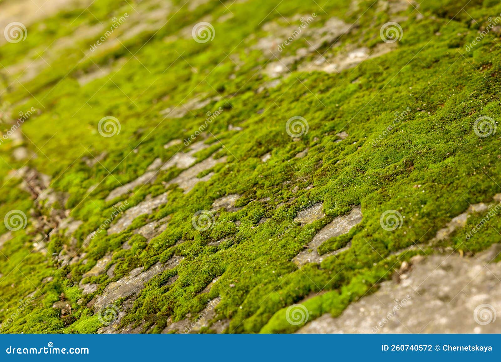 Textured Surface with Moss As Background, Closeup Stock Photo - Image ...