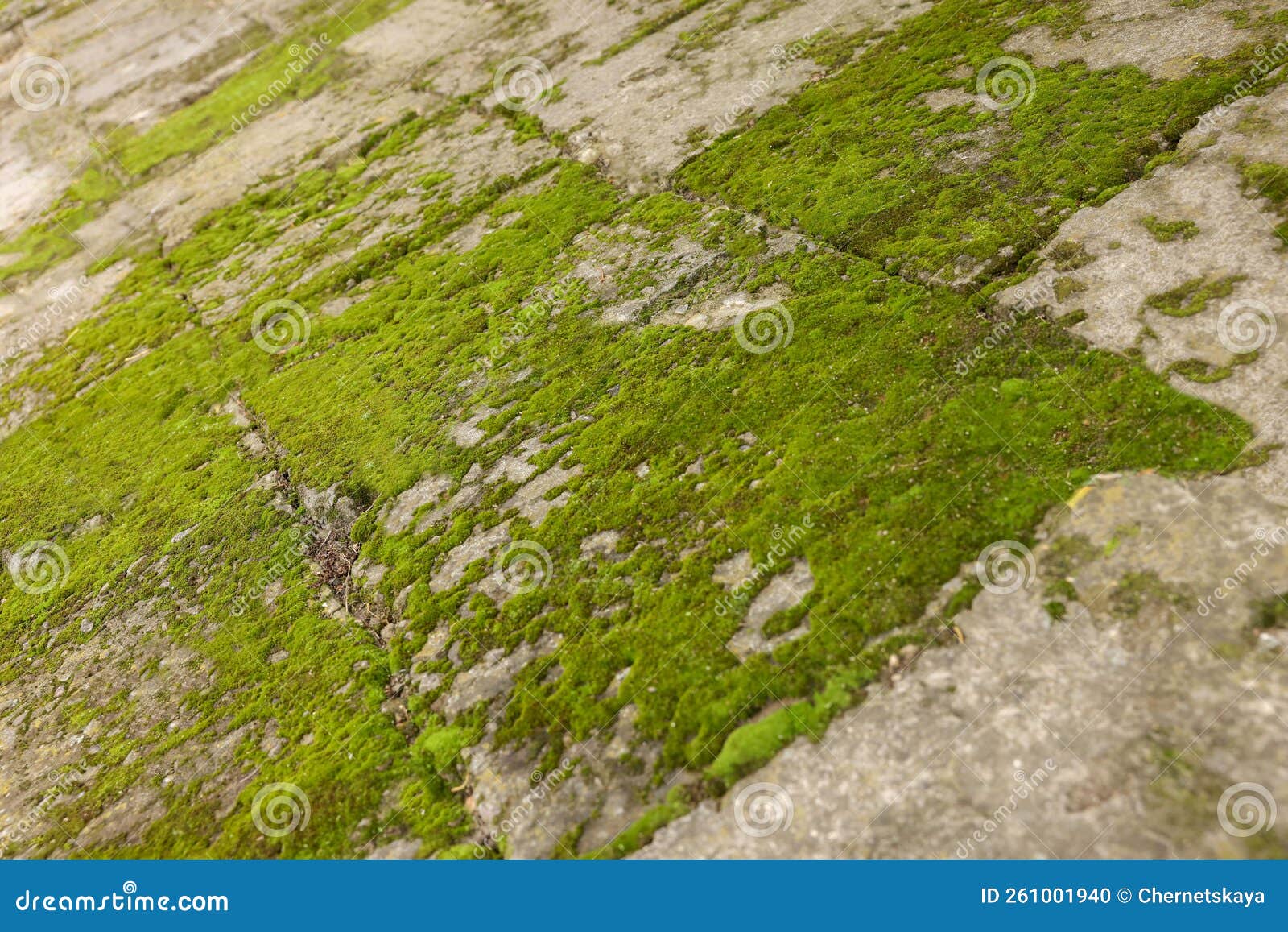 Textured Surface with Moss As Background, Closeup Stock Photo - Image ...