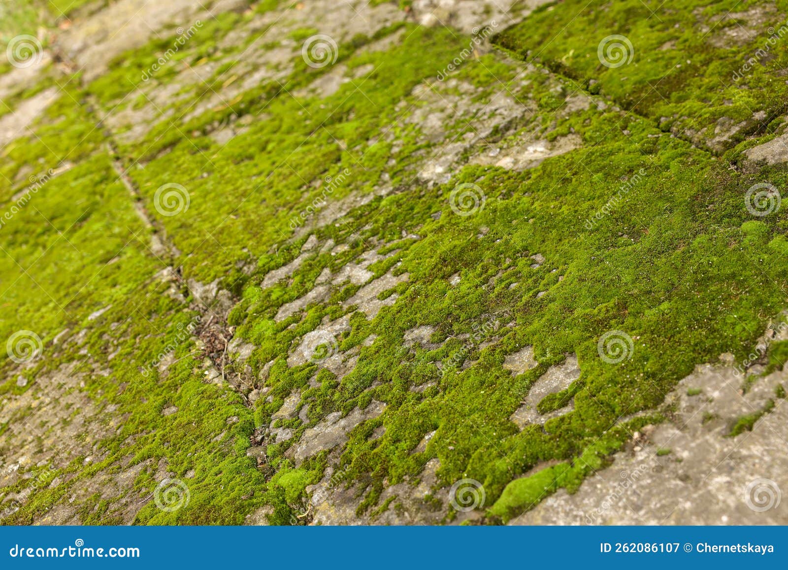Textured Surface with Moss As Background, Closeup Stock Image - Image ...