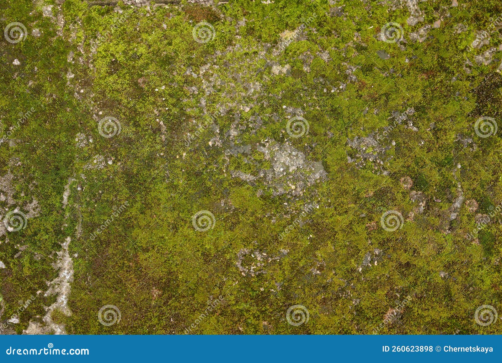 Textured Surface with Moss As Background, Top View Stock Photo - Image ...