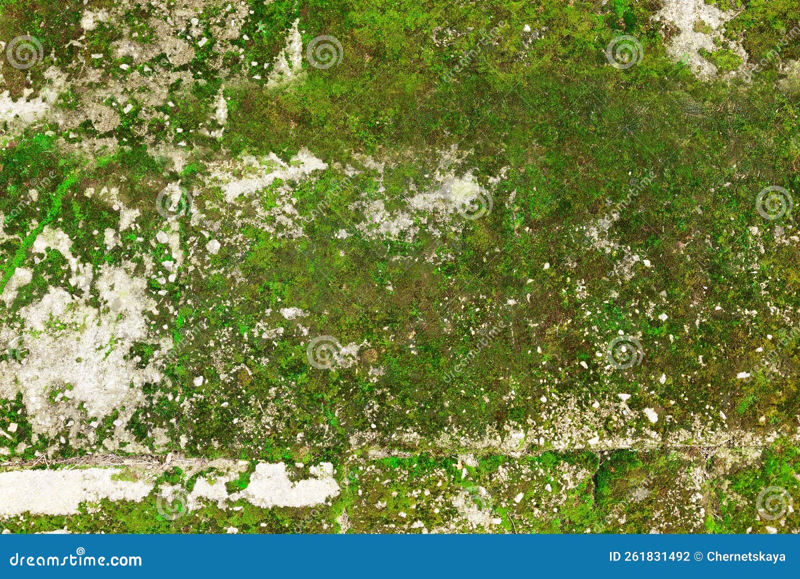 Textured Surface with Moss As Background, Top View Stock Photo - Image ...