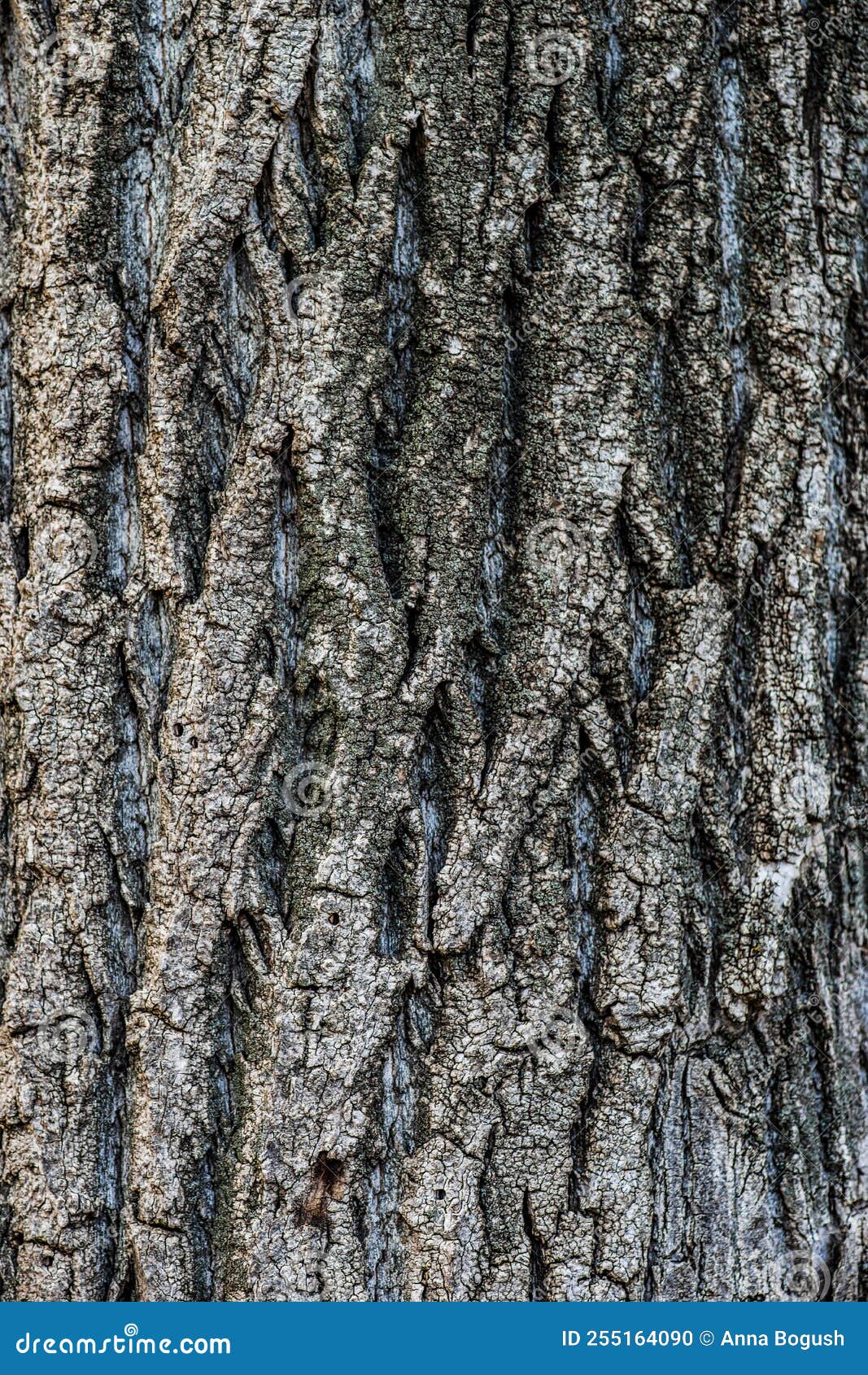 Textured Surface of Oak Tree Trunk Stock Photo - Image of surface, tree ...