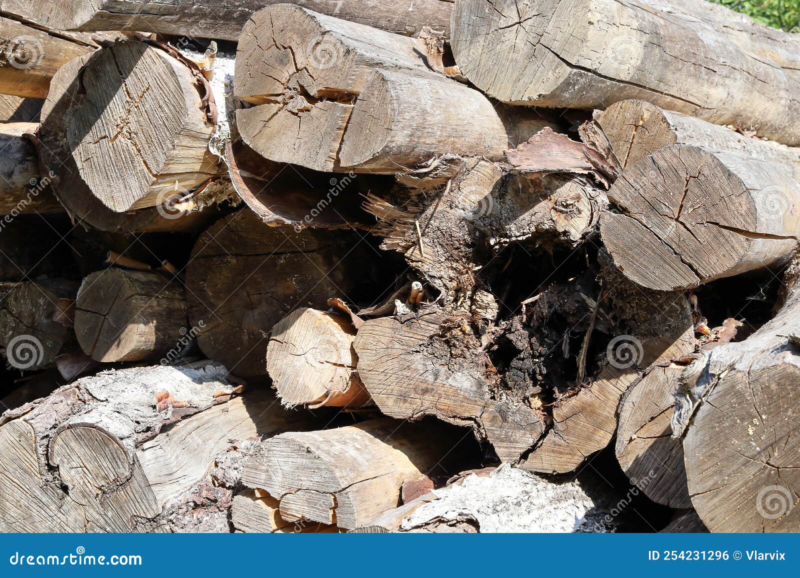 Textured Surface, Rotting Logs of Birch with End Cracks and Decay of ...