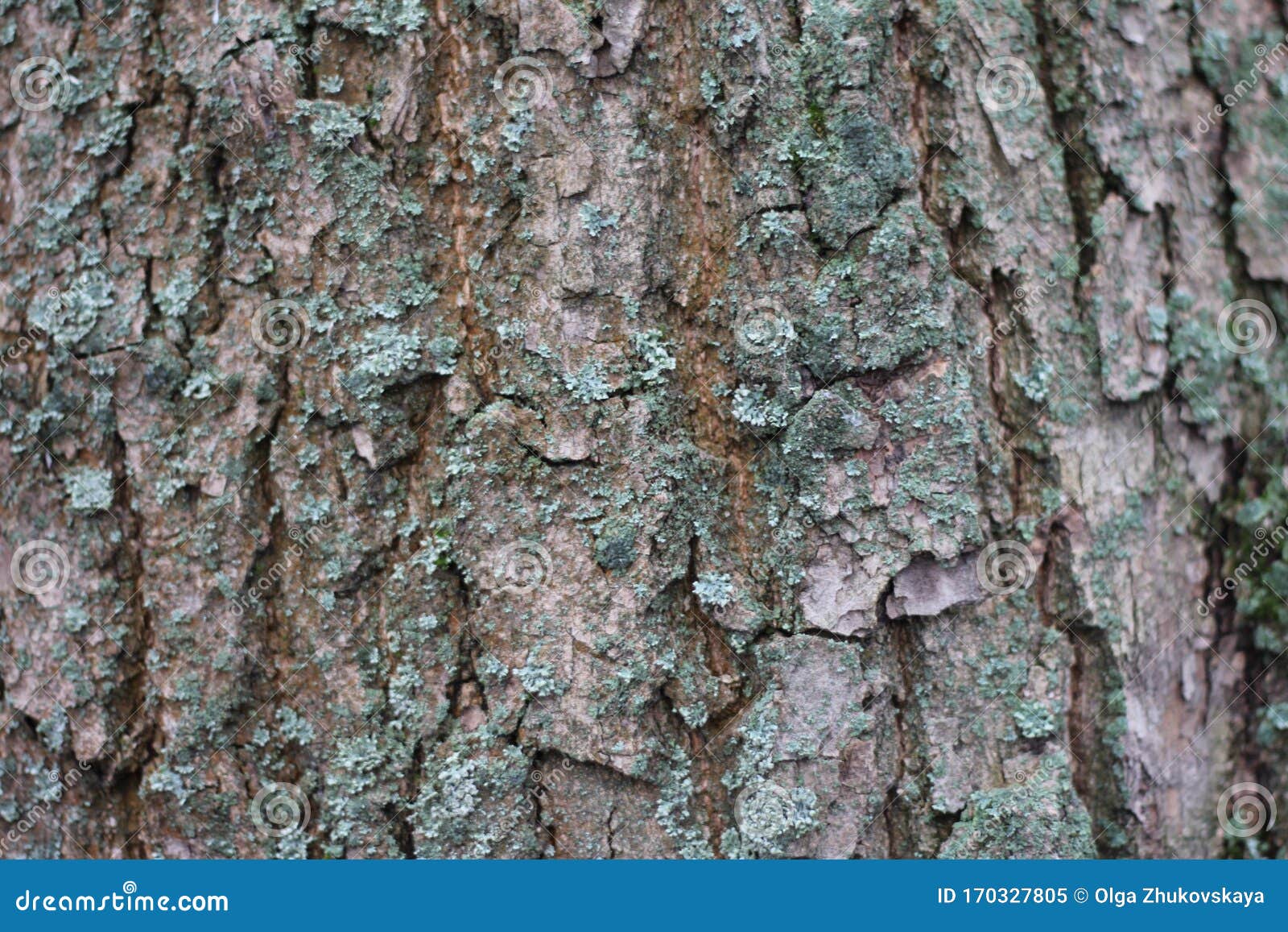 Textured Tree Bark with Deep Cracks Stock Image - Image of weathered ...
