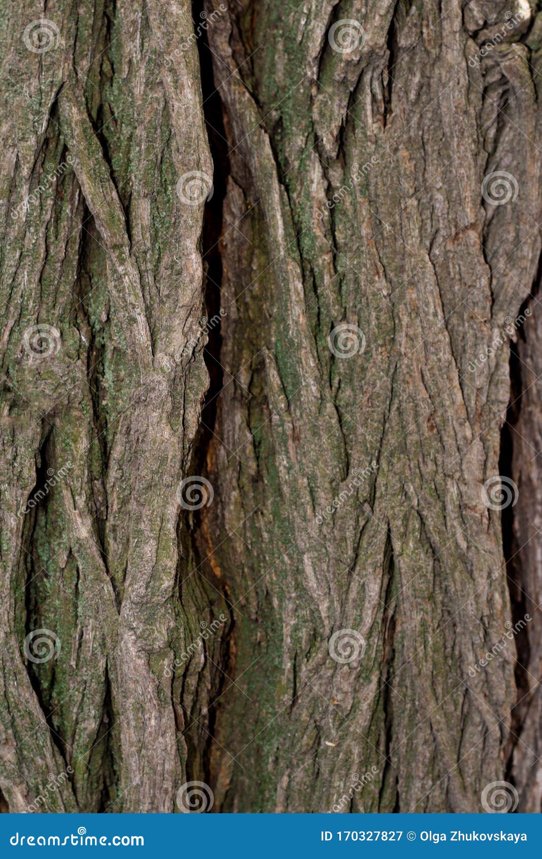 Textured Tree Bark with Deep Cracks Stock Image - Image of background ...
