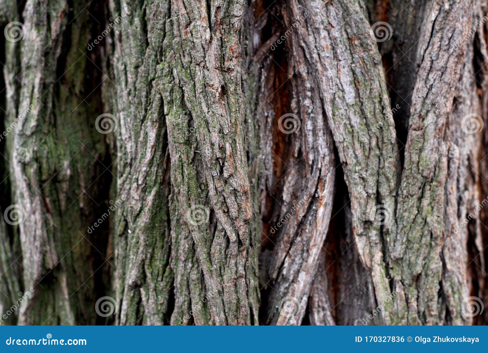 Textured Tree Bark with Deep Cracks Stock Photo - Image of ecology ...