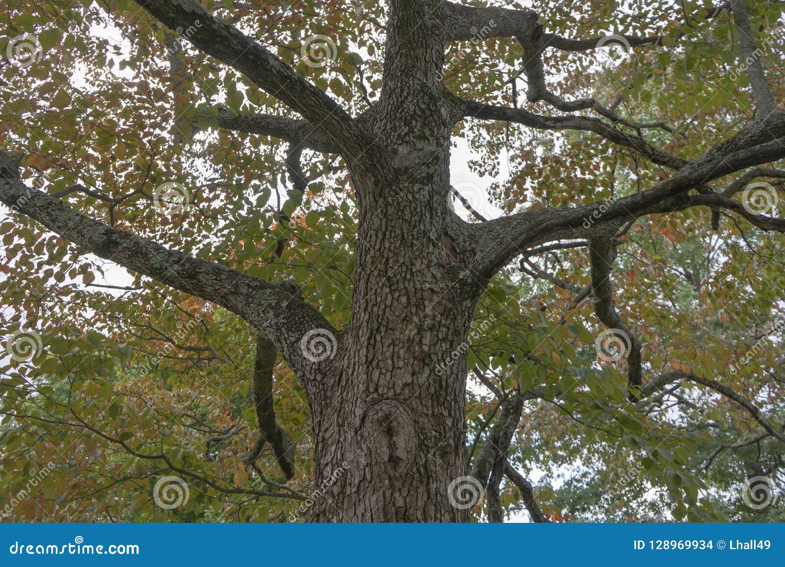 Textured Tree with Branches Reaching Out Stock Photo - Image of close ...