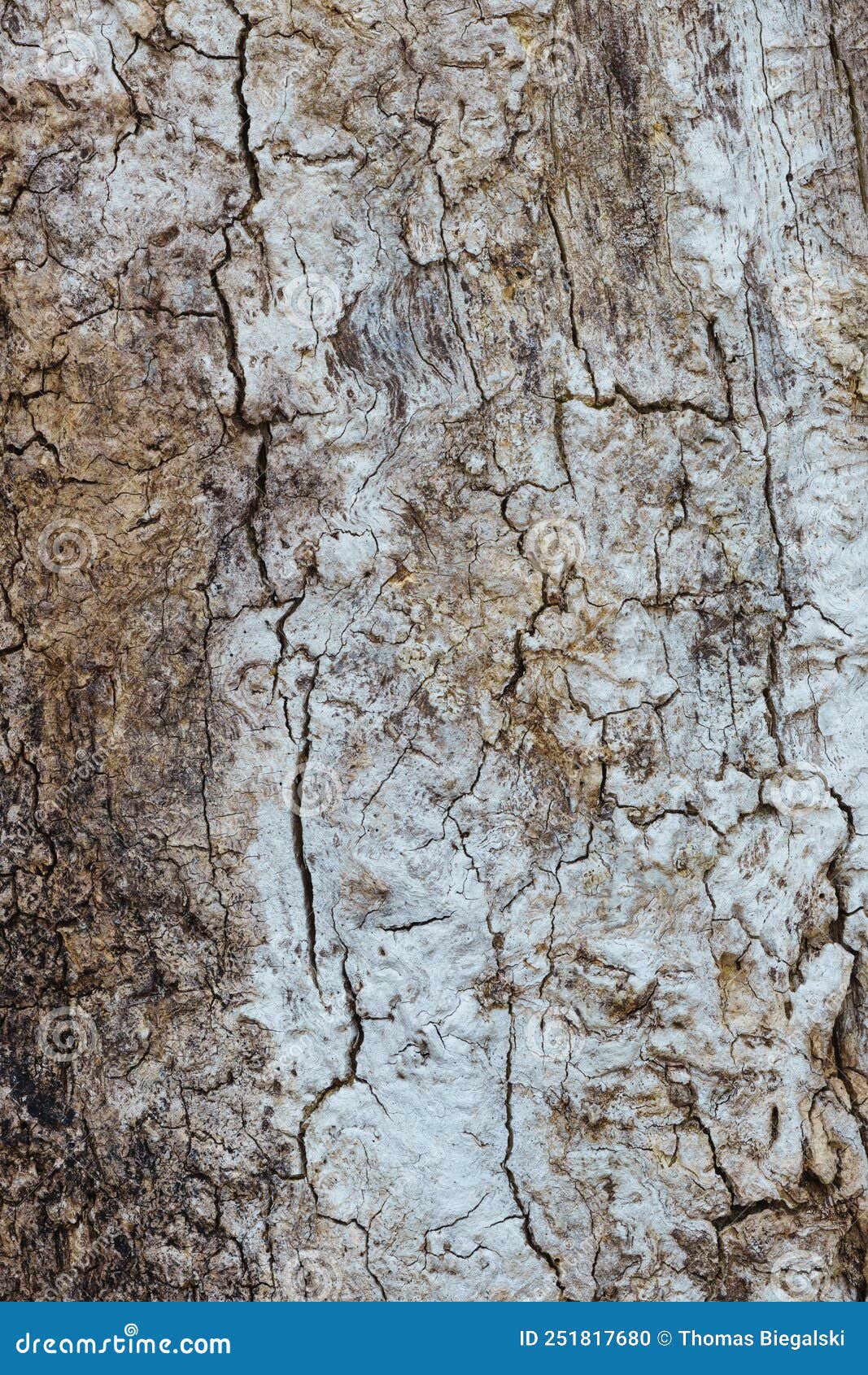 Textured Tree with No Bark Macro Background Stock Photo - Image of ...