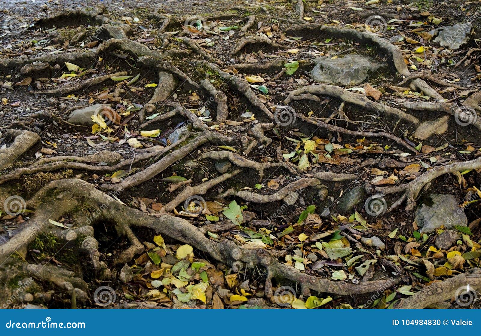 Textured Tree Roots on the Soil Surface Stock Photo - Image of slope ...