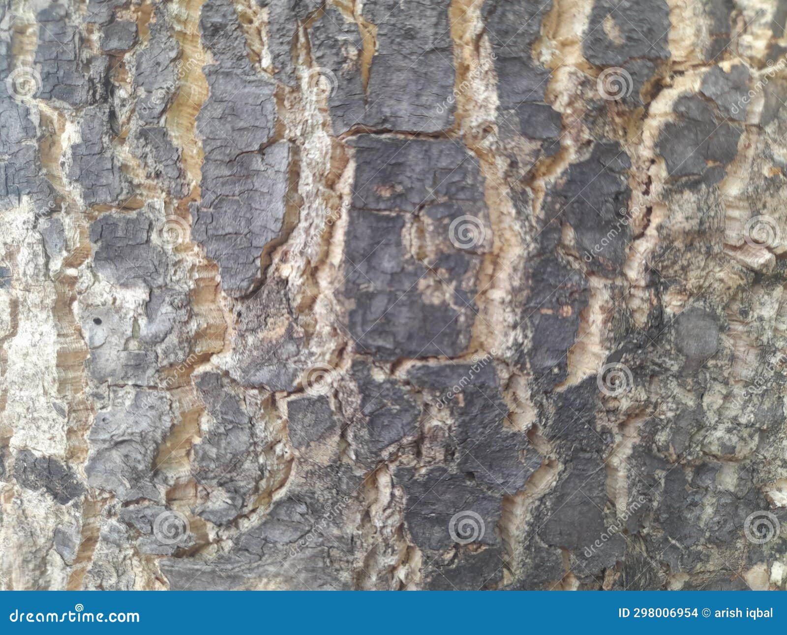 Textured Tree Skin on the Dark Brown Tree Bark Stock Photo - Image of ...