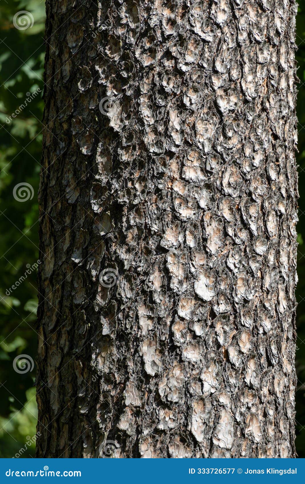 Textured Tree Trunk Close-Up Stock Image - Image of nature, details ...