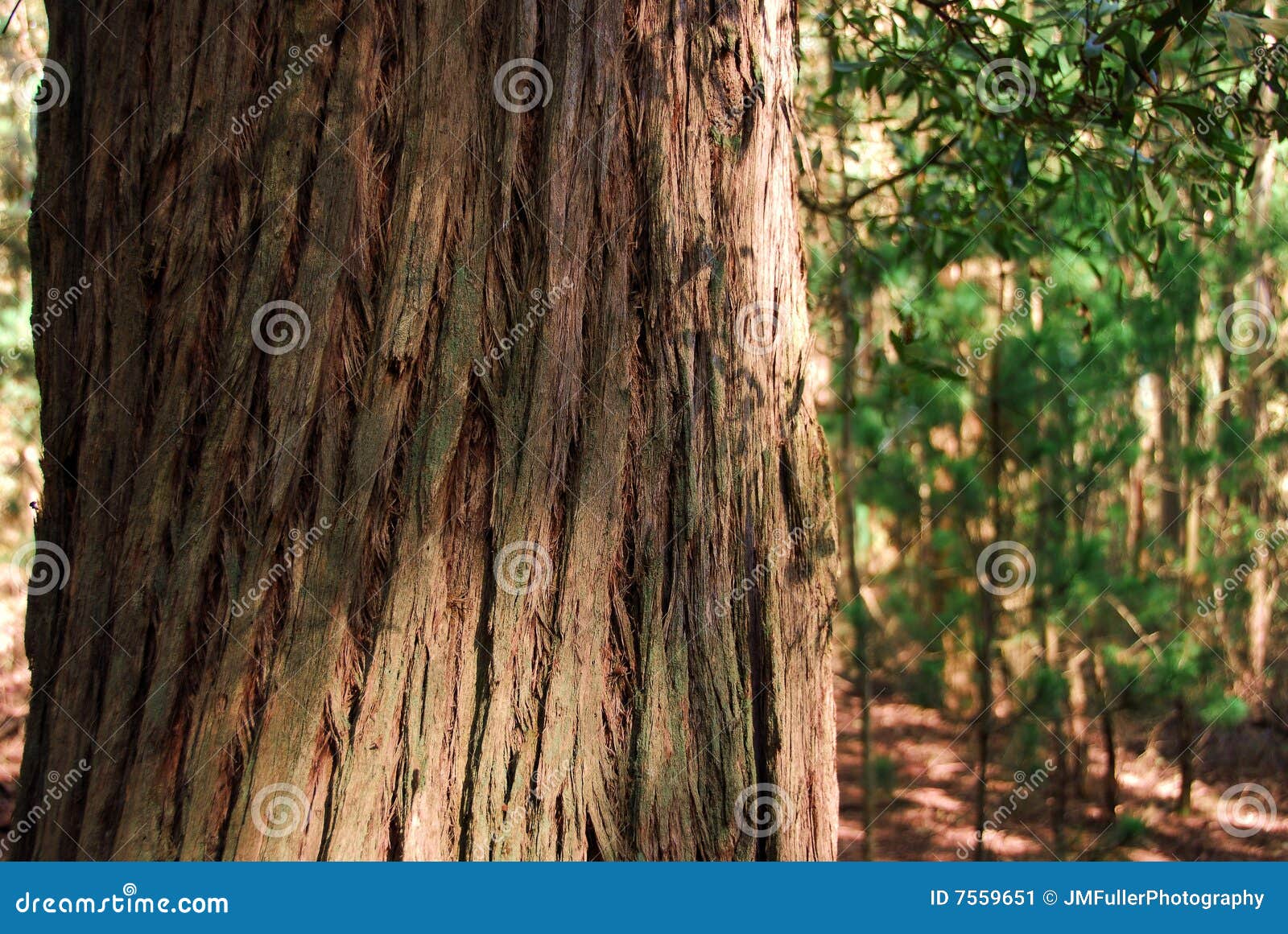 Textured Tree Trunk in Shadow and Light Stock Image - Image of trunk ...