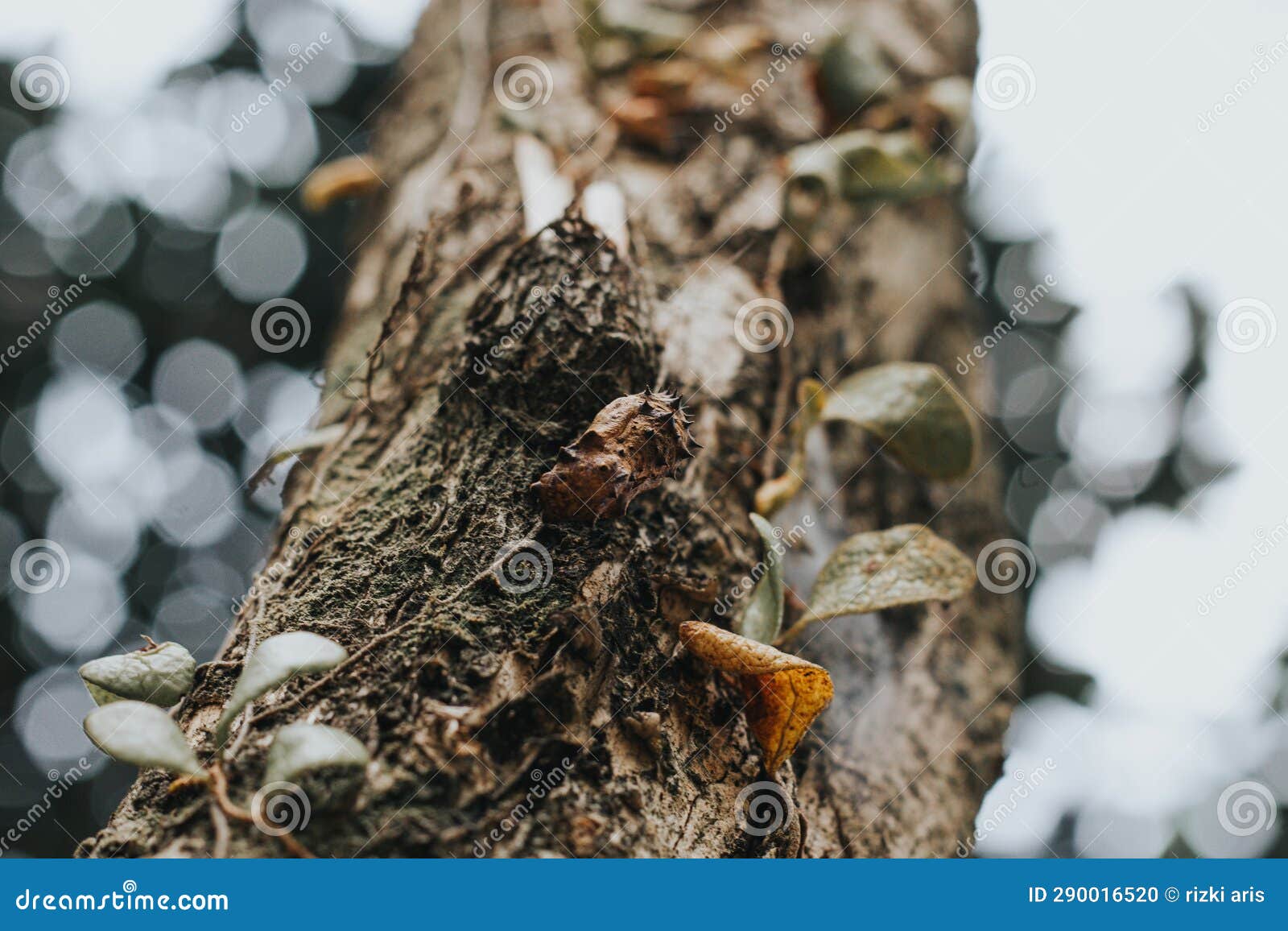 Trees With Parasitic Stem Pests Fungi Saprophytes And Parasites In The ...