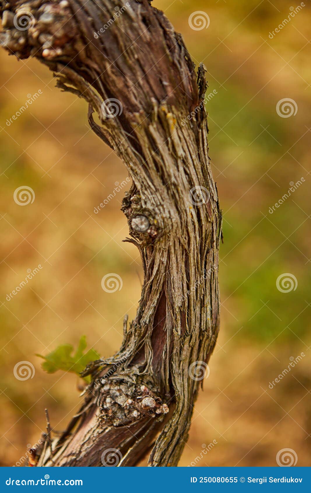 Twisted Vine Liana Plant With Heart Shaped Green Leaves Of Purple Yam ...