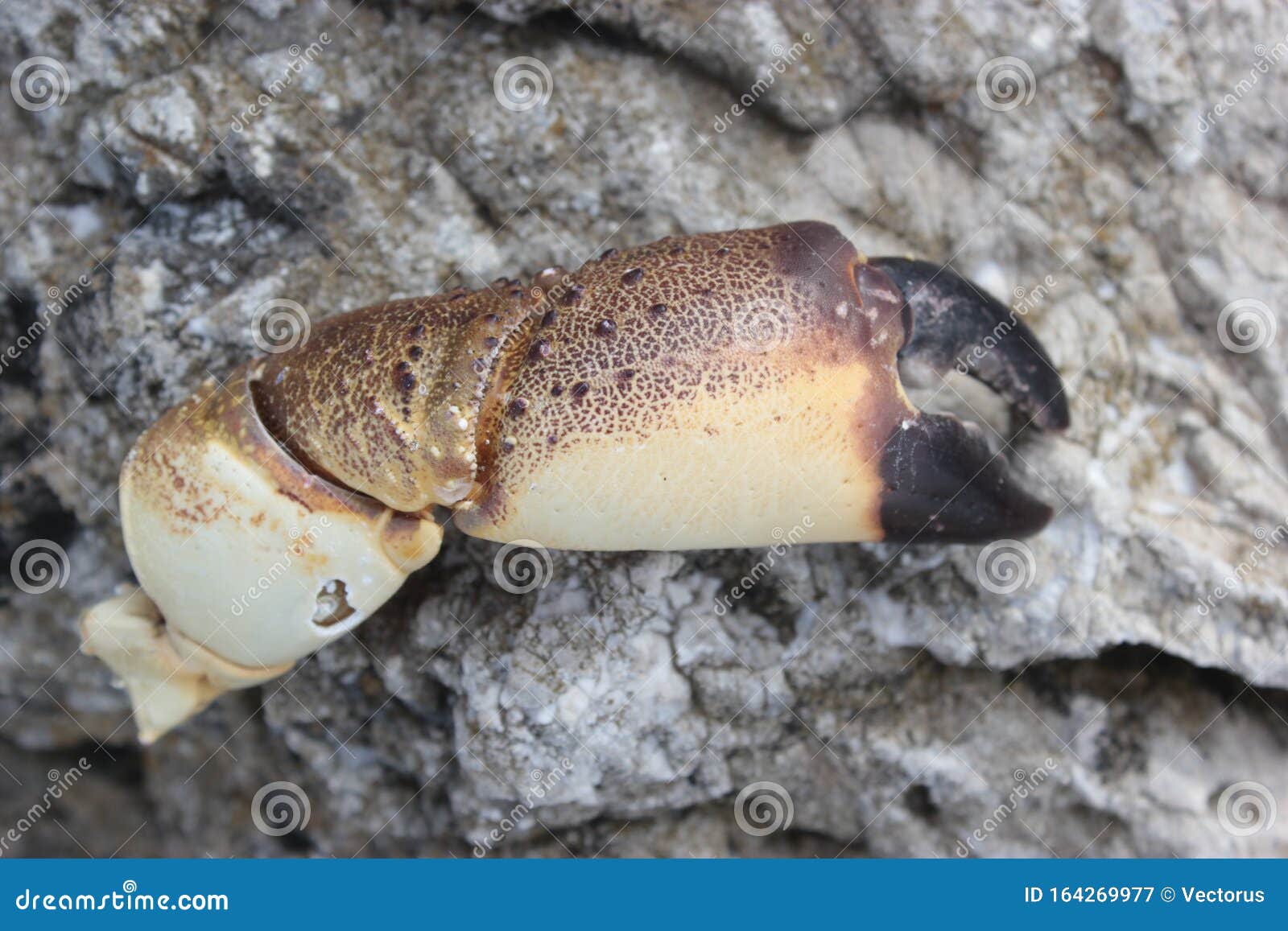 Textured View of a Crab Arm Stock Image - Image of tropical, stone ...