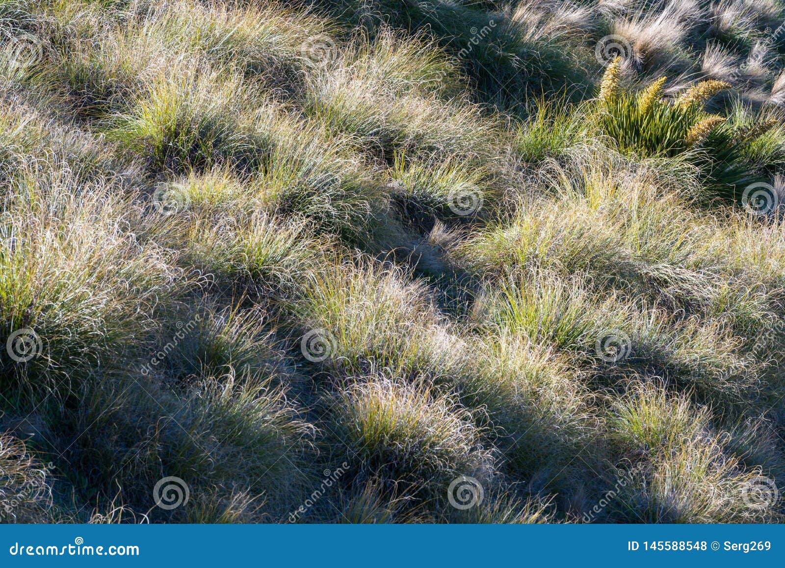 Textured Volume of Green Grass Under the Setting Sun Stock Photo ...