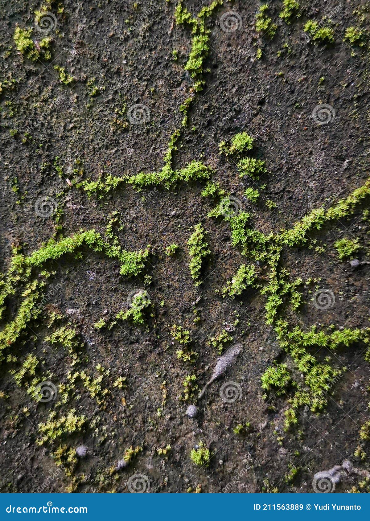 Textured Wall Green Moss Nature Wallpaper Stock Image - Image of ...
