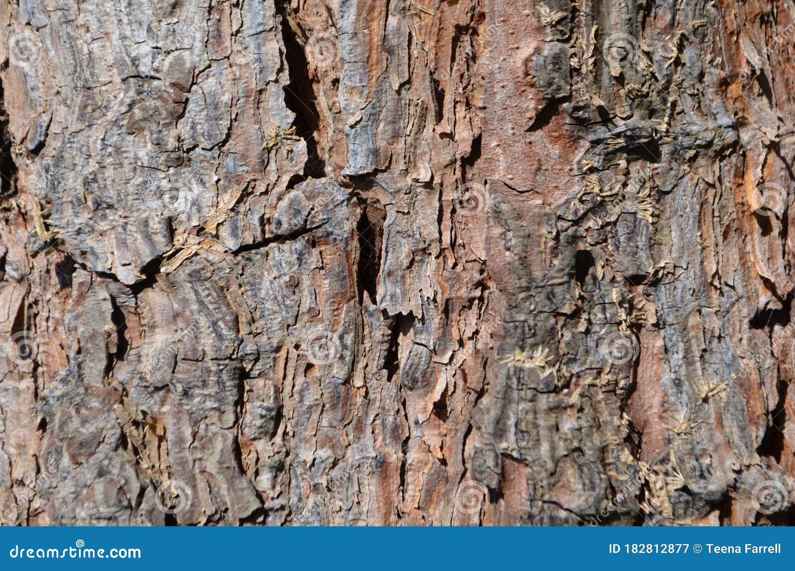 Textured, Weathered Tree Bark with Character. Stock Image - Image of ...