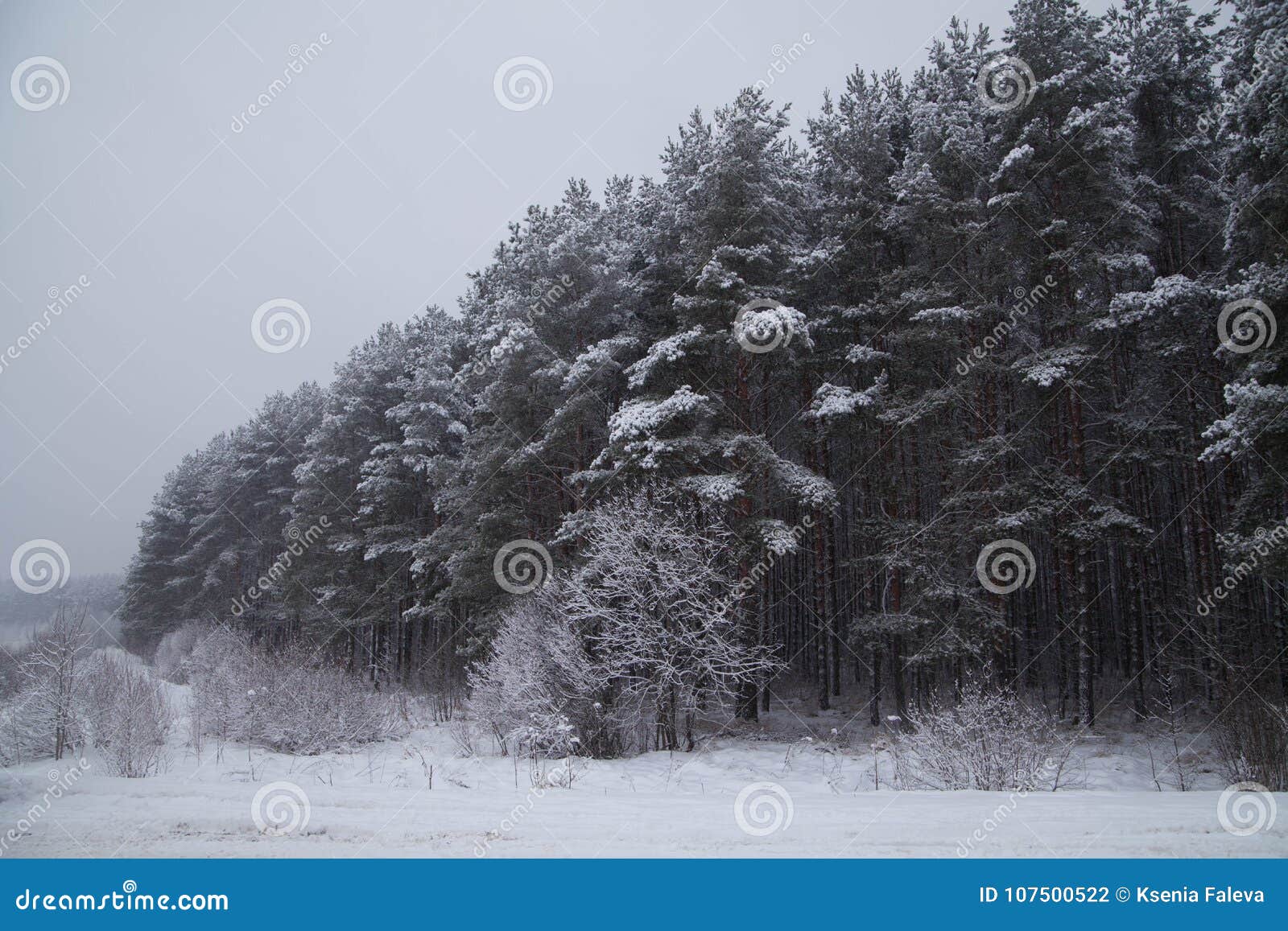 Landscape. Winter Forest. Textures. Background. Landscape. Stock Photo ...