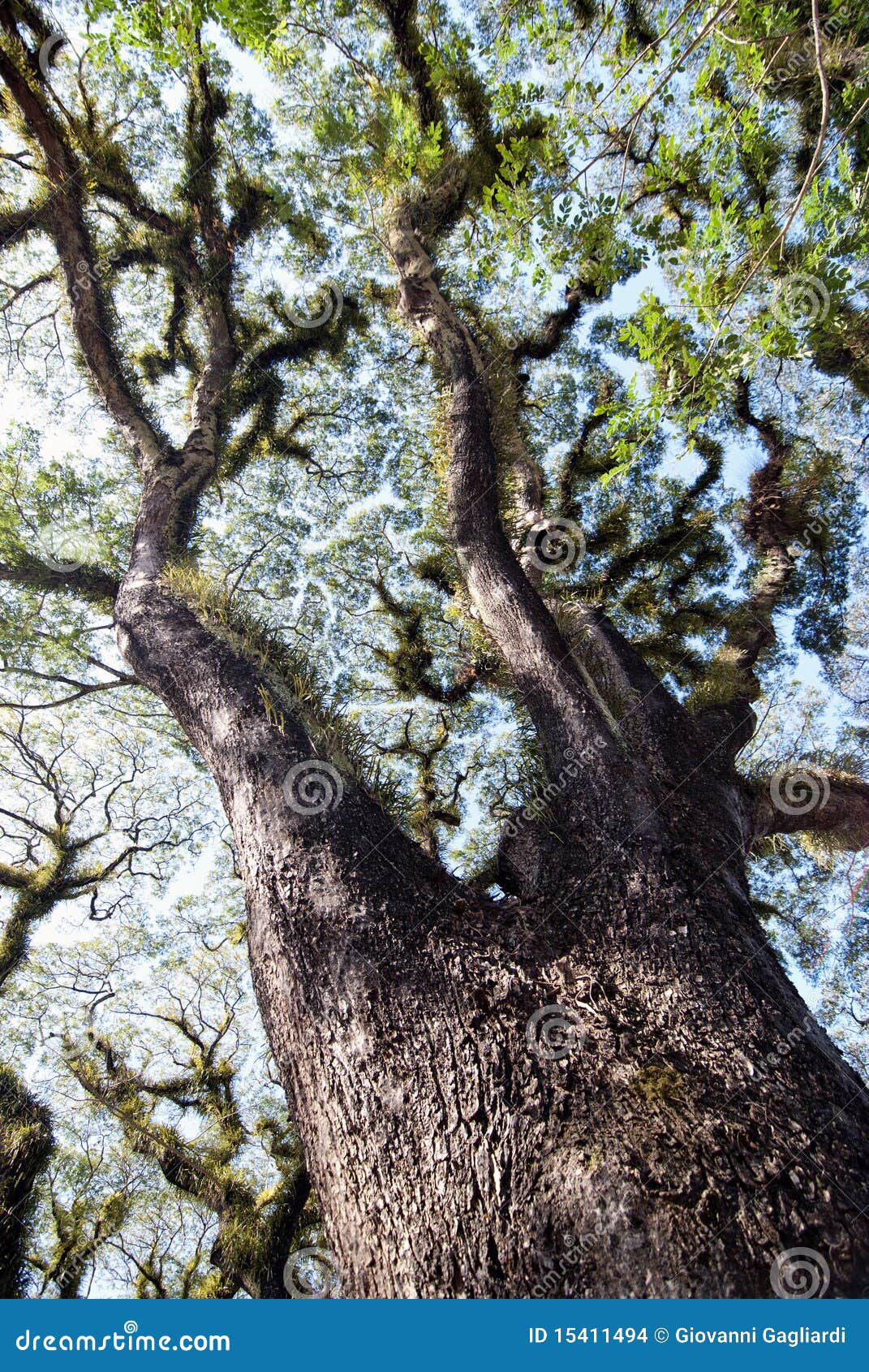 Textures of Bearded Mossman Trees, Australia Stock Photo - Image of ...