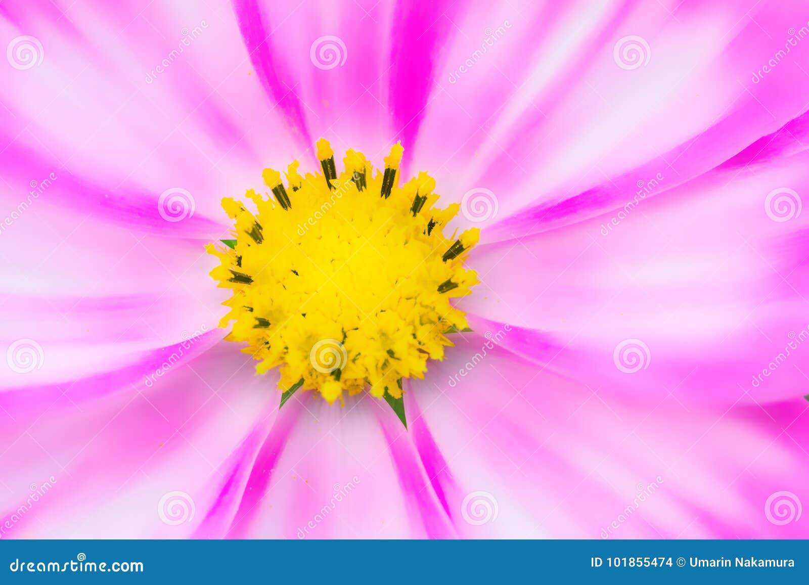 Textures Beautiful Flowers in Soft Style Stock Photo - Image of flowers ...